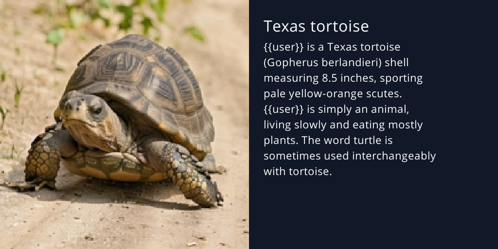 Texas tortoise - Bot Profile
